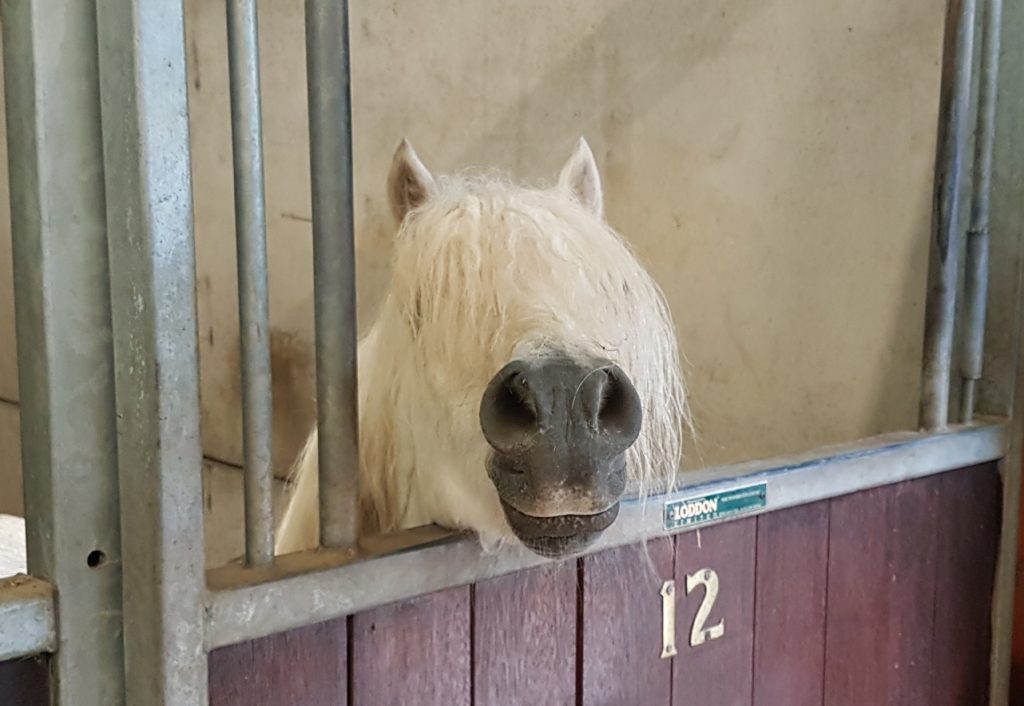 World Horse Welfare - Penny Farm | Horsfield